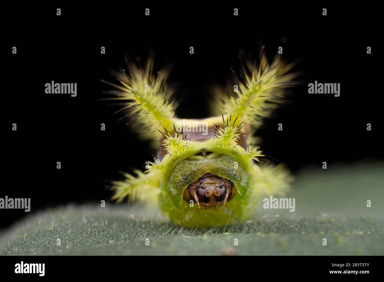 Monema flavescens hi-res stock photography and images - Alamy