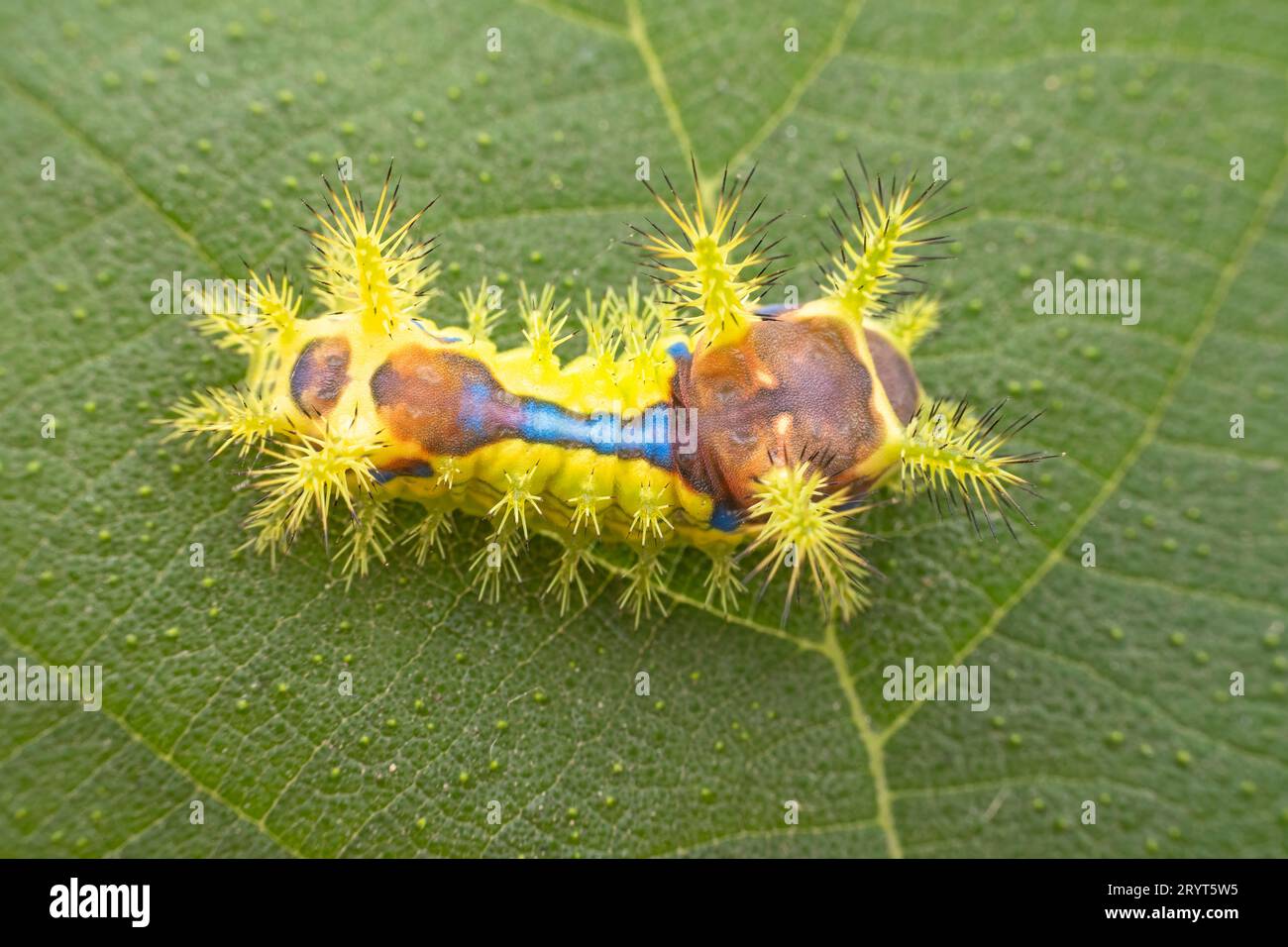 Monema flavescens hi-res stock photography and images - Alamy