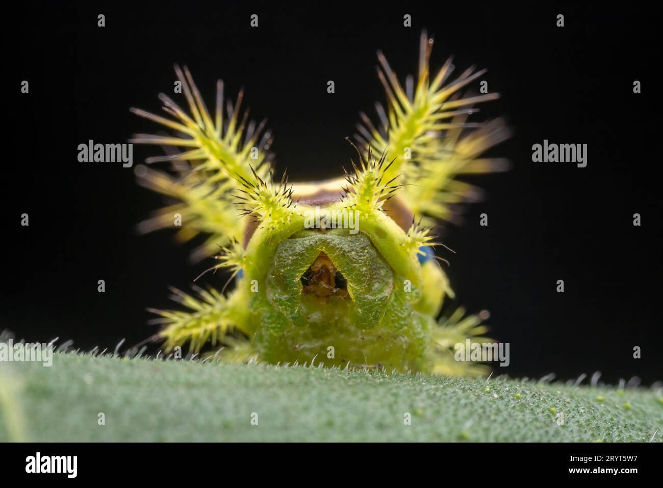 Monema flavescens hi-res stock photography and images - Alamy