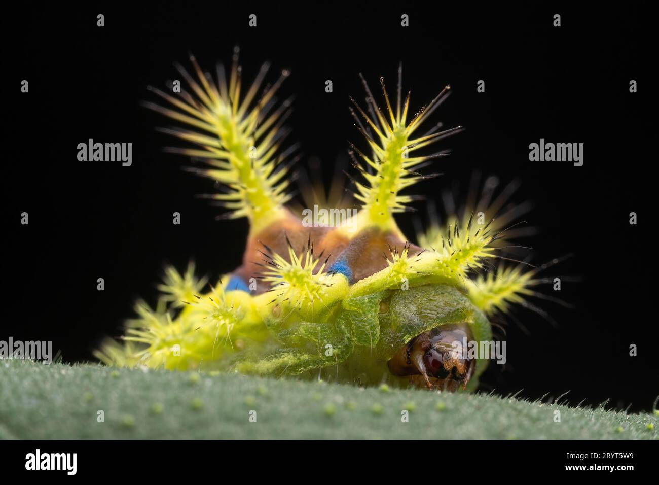 Monema flavescens hi-res stock photography and images - Alamy