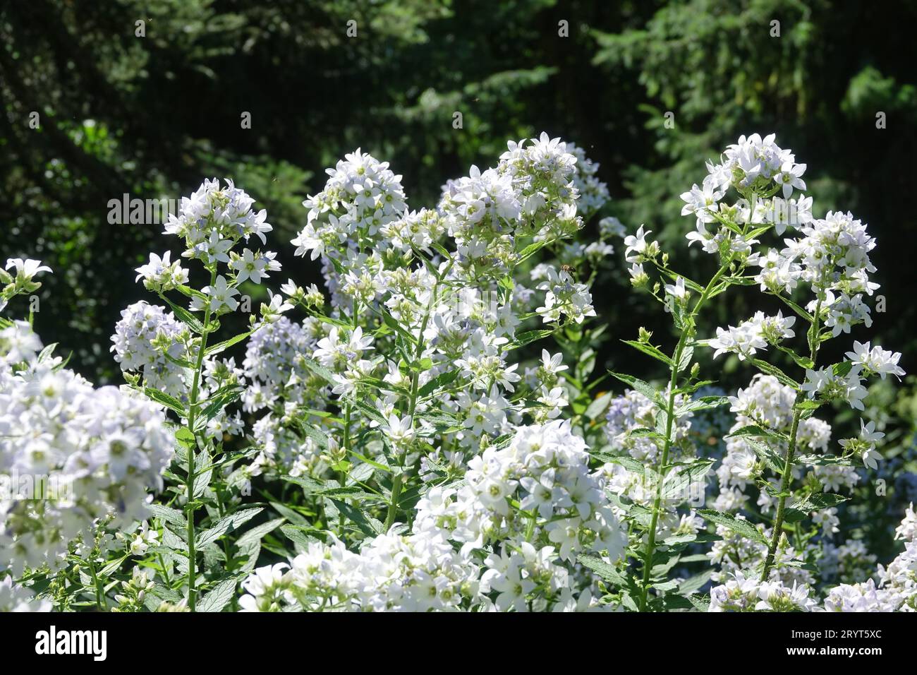 Campanula lactiflora, milky bellflower Stock Photo - Alamy