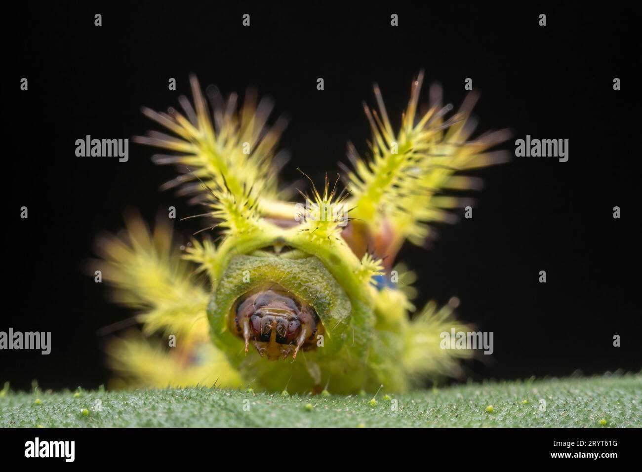 Monema flavescens hi-res stock photography and images - Alamy