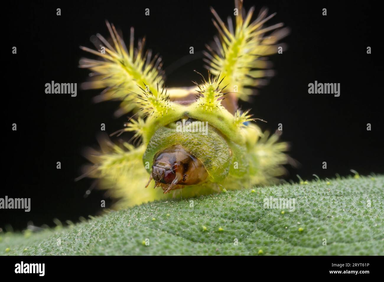 Monema flavescens hi-res stock photography and images - Alamy