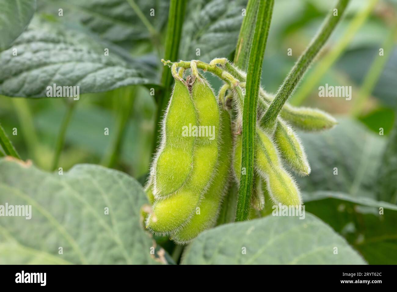 Soybean pods on plant close hi-res stock photography and images - Alamy