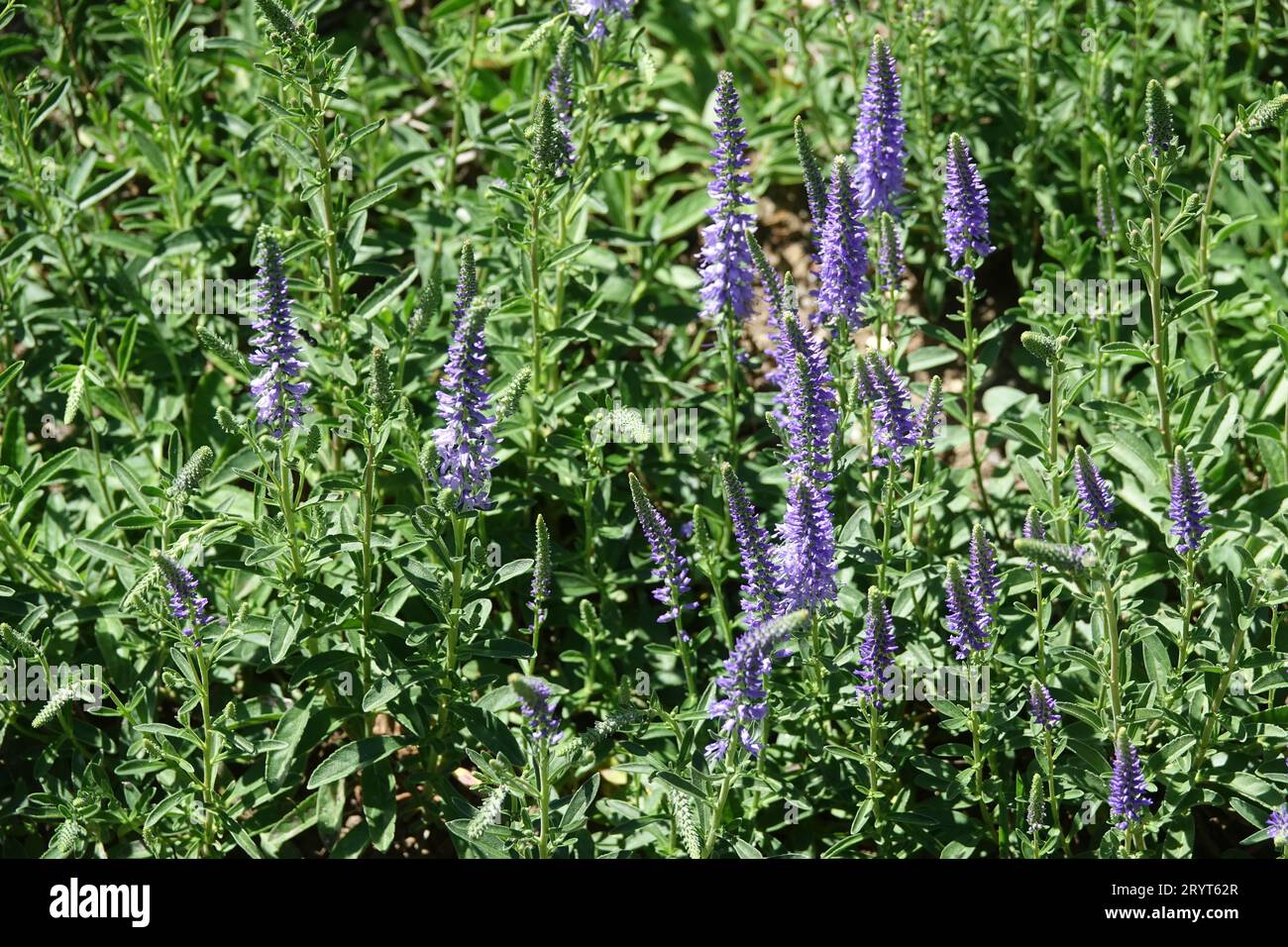 Veronica spicata, spiked speedwell Stock Photo - Alamy