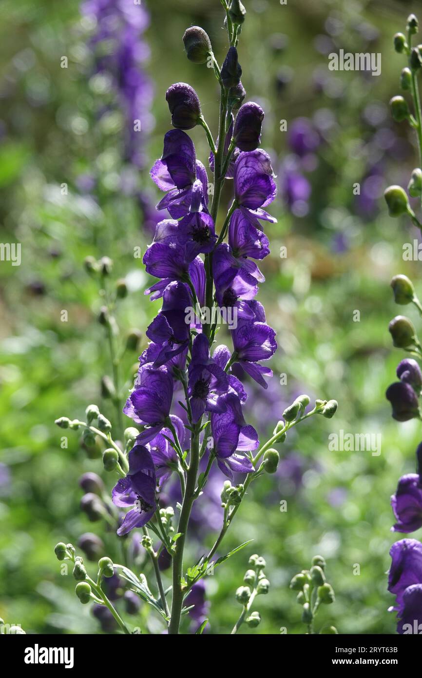 Aconitum variegatum, variegated aconite Stock Photo - Alamy