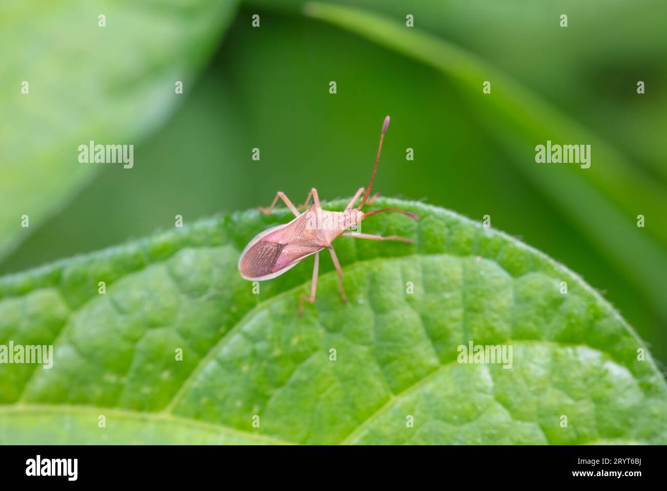 Coreid bug hi-res stock photography and images - Alamy
