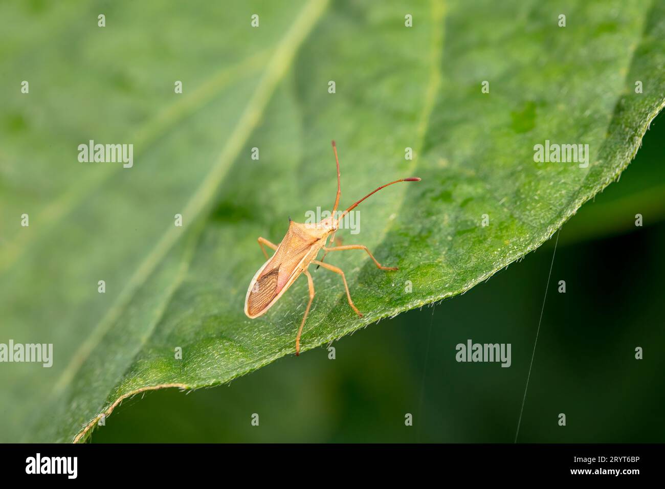 Coreid bug hi-res stock photography and images - Alamy