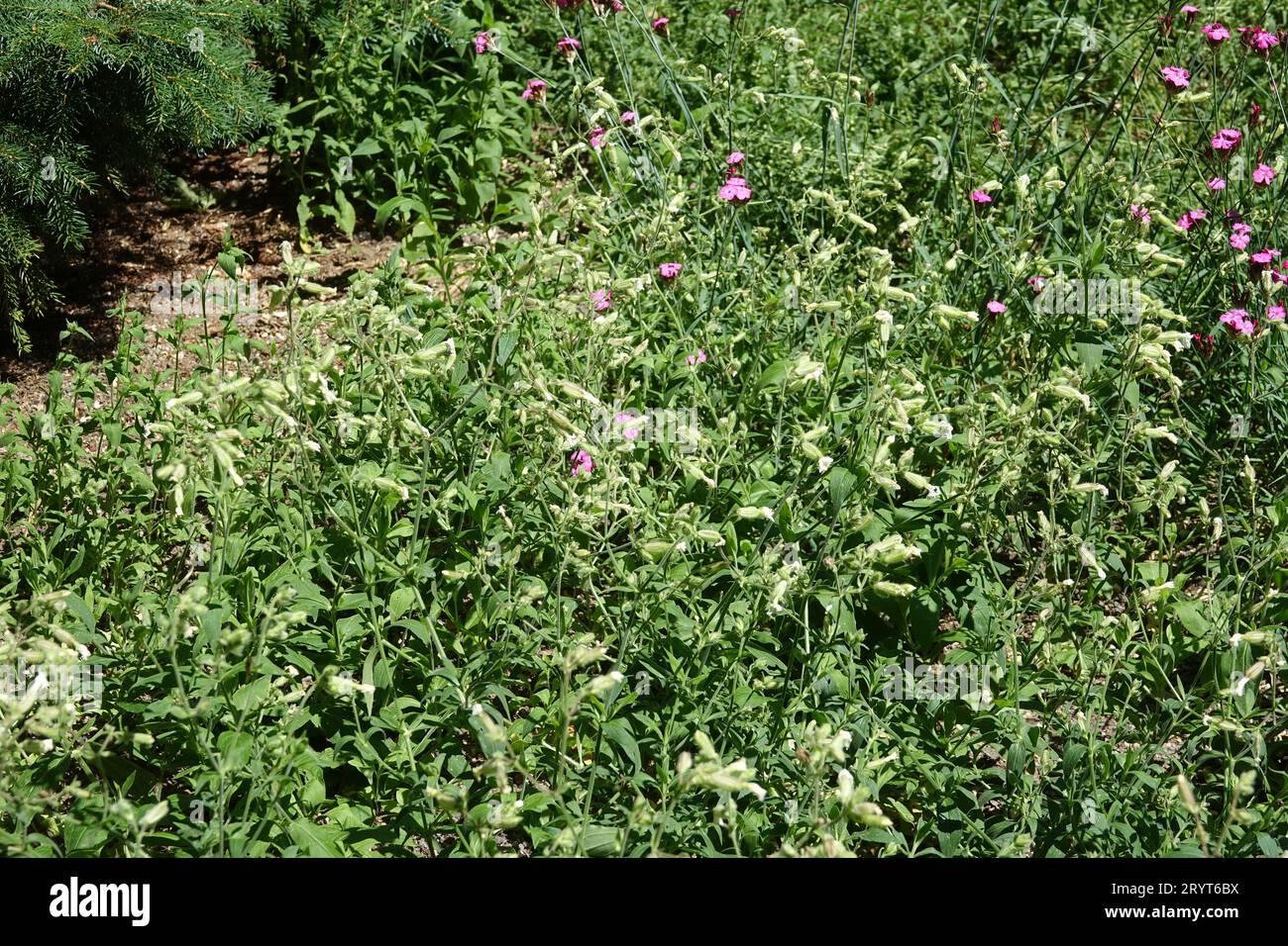 Silene alba hi-res stock photography and images - Alamy
