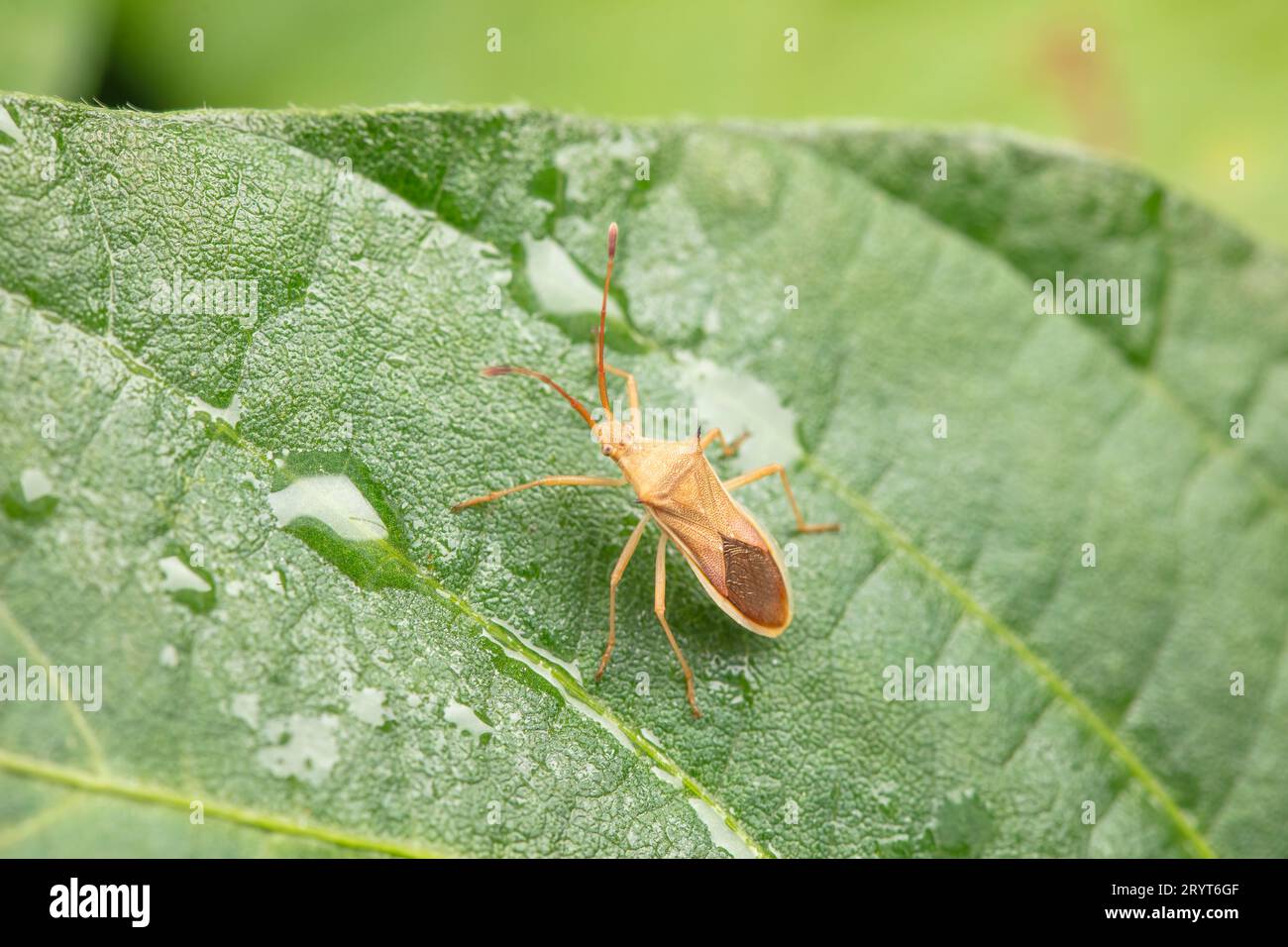 Coreid bug hi-res stock photography and images - Alamy