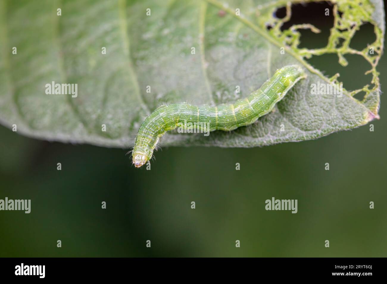 Lepidoptera larvae on wild plant leaves Stock Photo - Alamy
