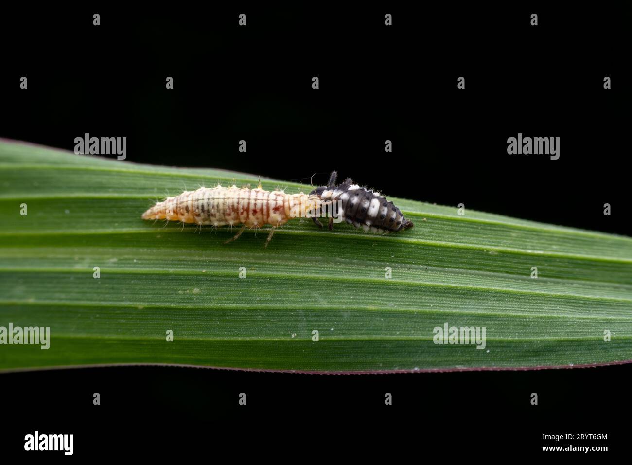 Chrysopa perla larvae prey on ladybug larvae Stock Photo - Alamy