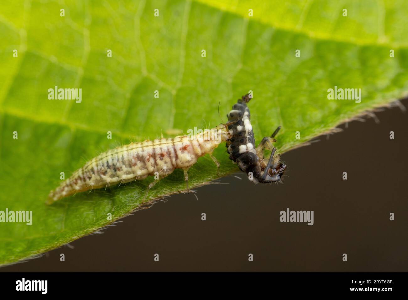 Chrysopa perla larvae prey on ladybug larvae Stock Photo - Alamy