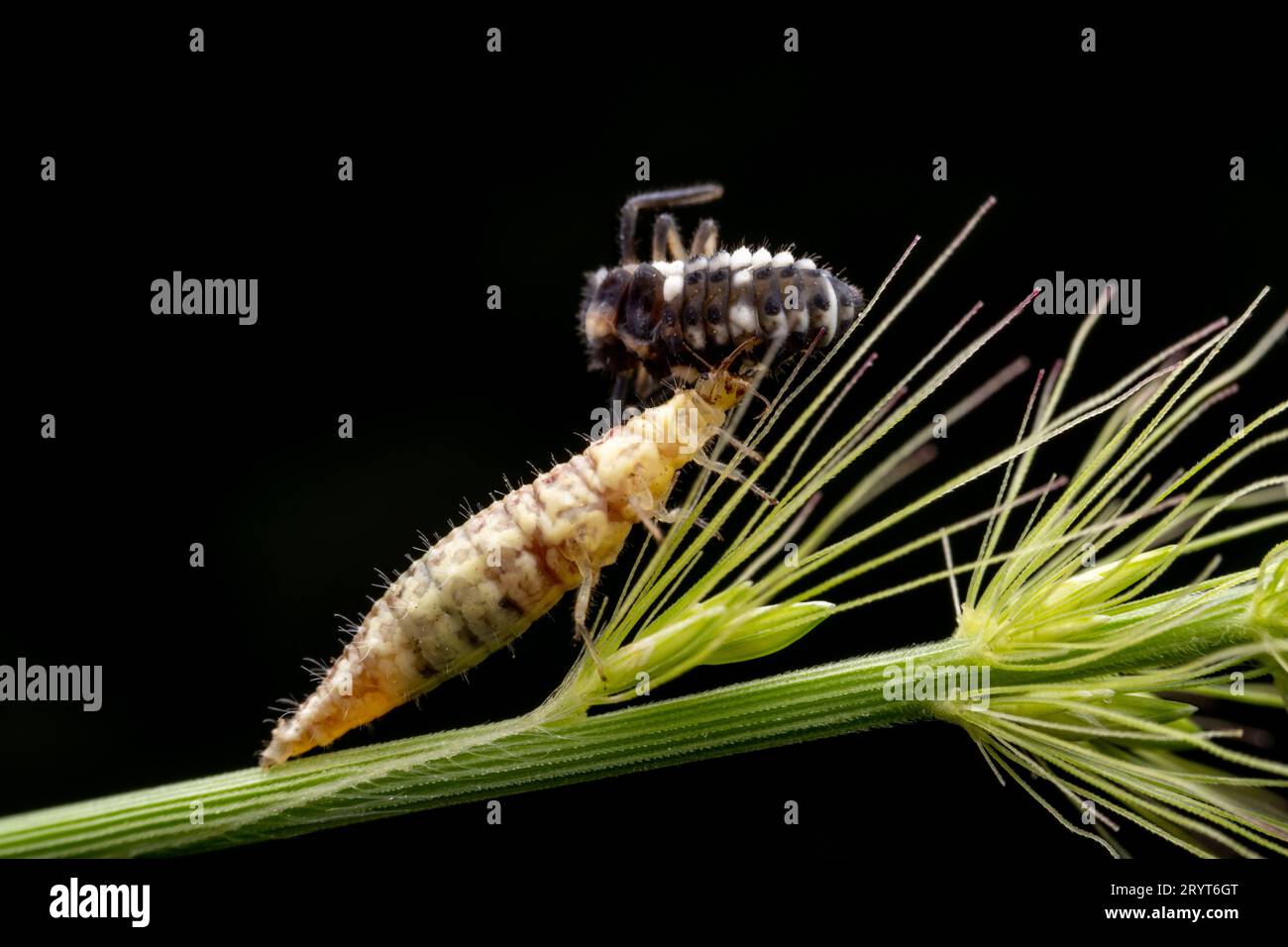 Prey on pests hi-res stock photography and images - Alamy