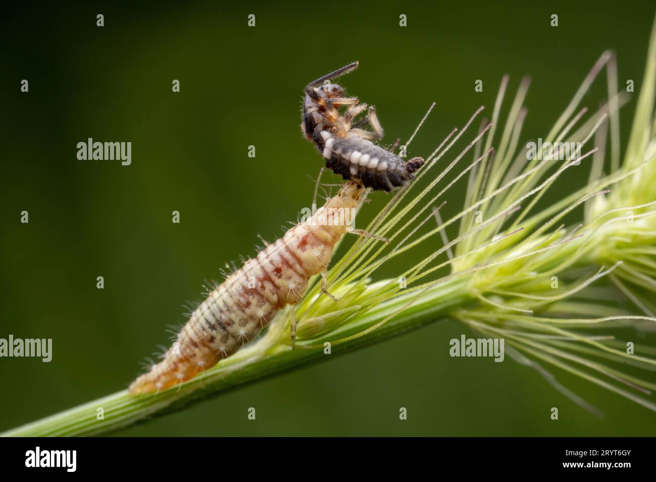 Chrysopa perla larvae prey on ladybug larvae Stock Photo - Alamy