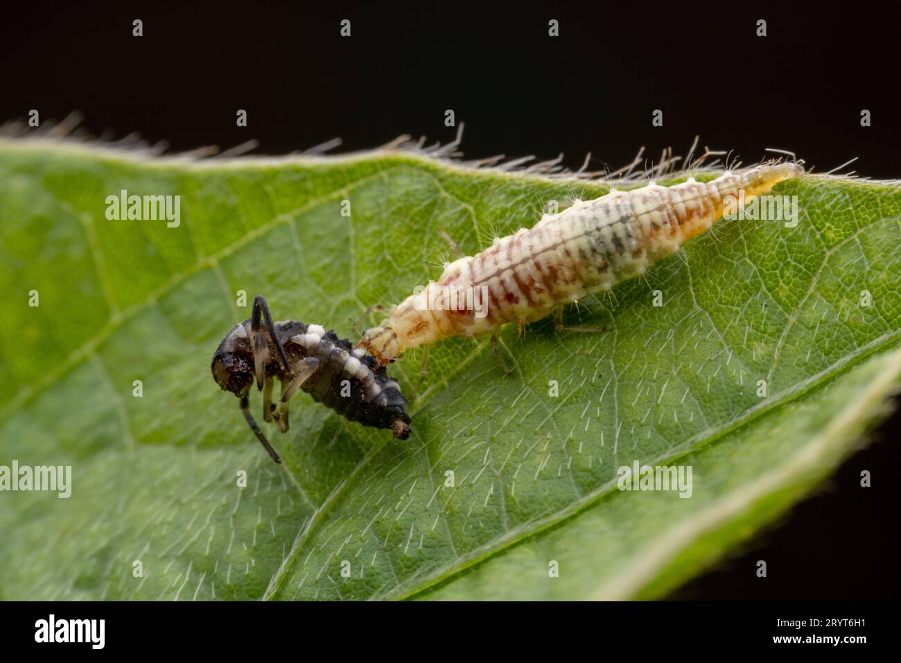 Chrysopa perla larvae prey on ladybug larvae Stock Photo - Alamy