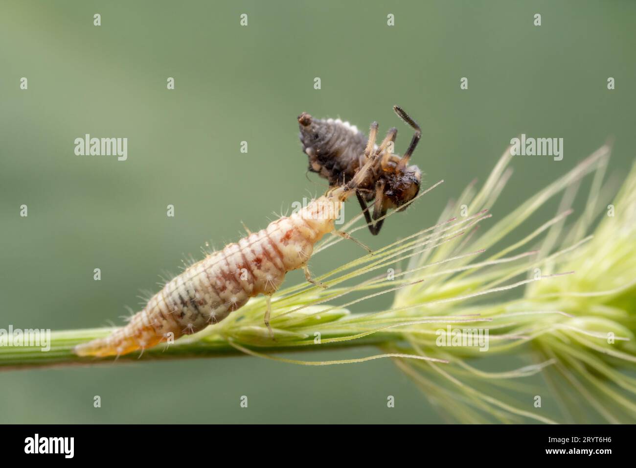 Chrysopa perla larvae prey on ladybug larvae Stock Photo - Alamy