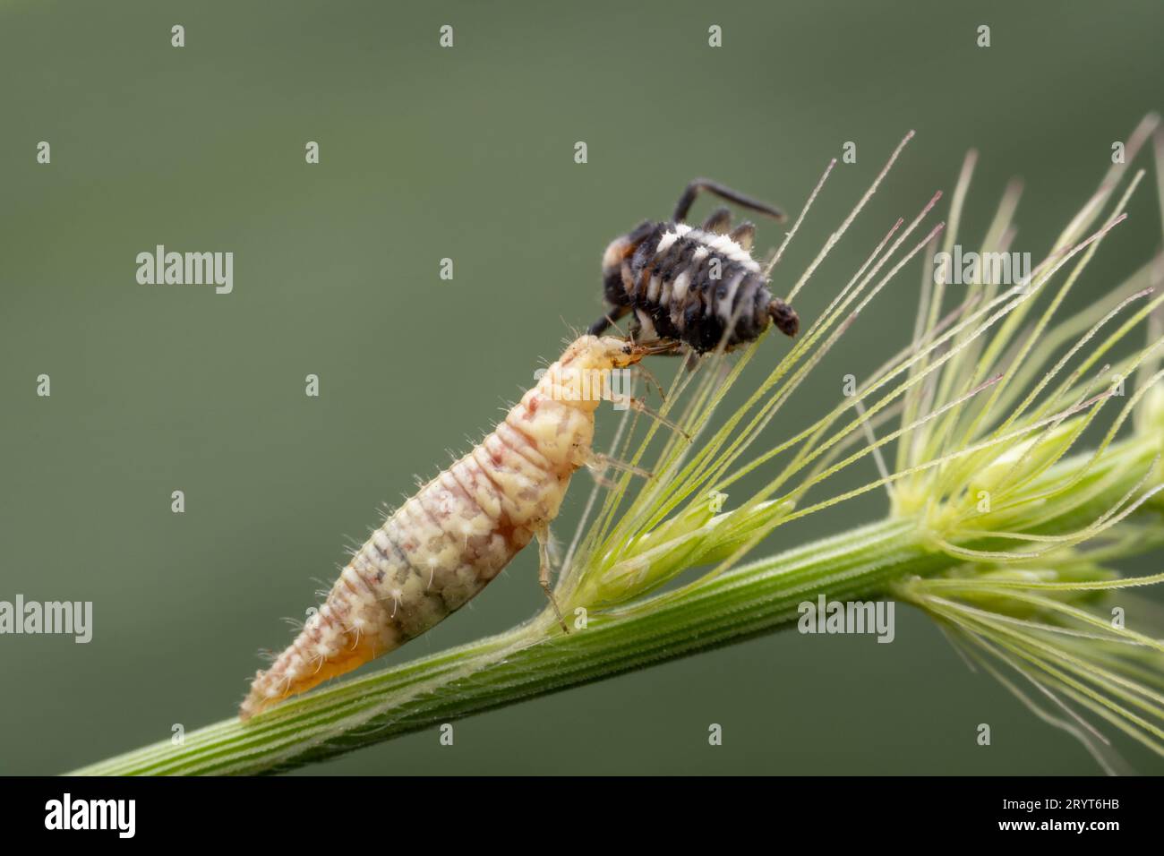 Chrysopa perla larvae prey on ladybug larvae Stock Photo - Alamy
