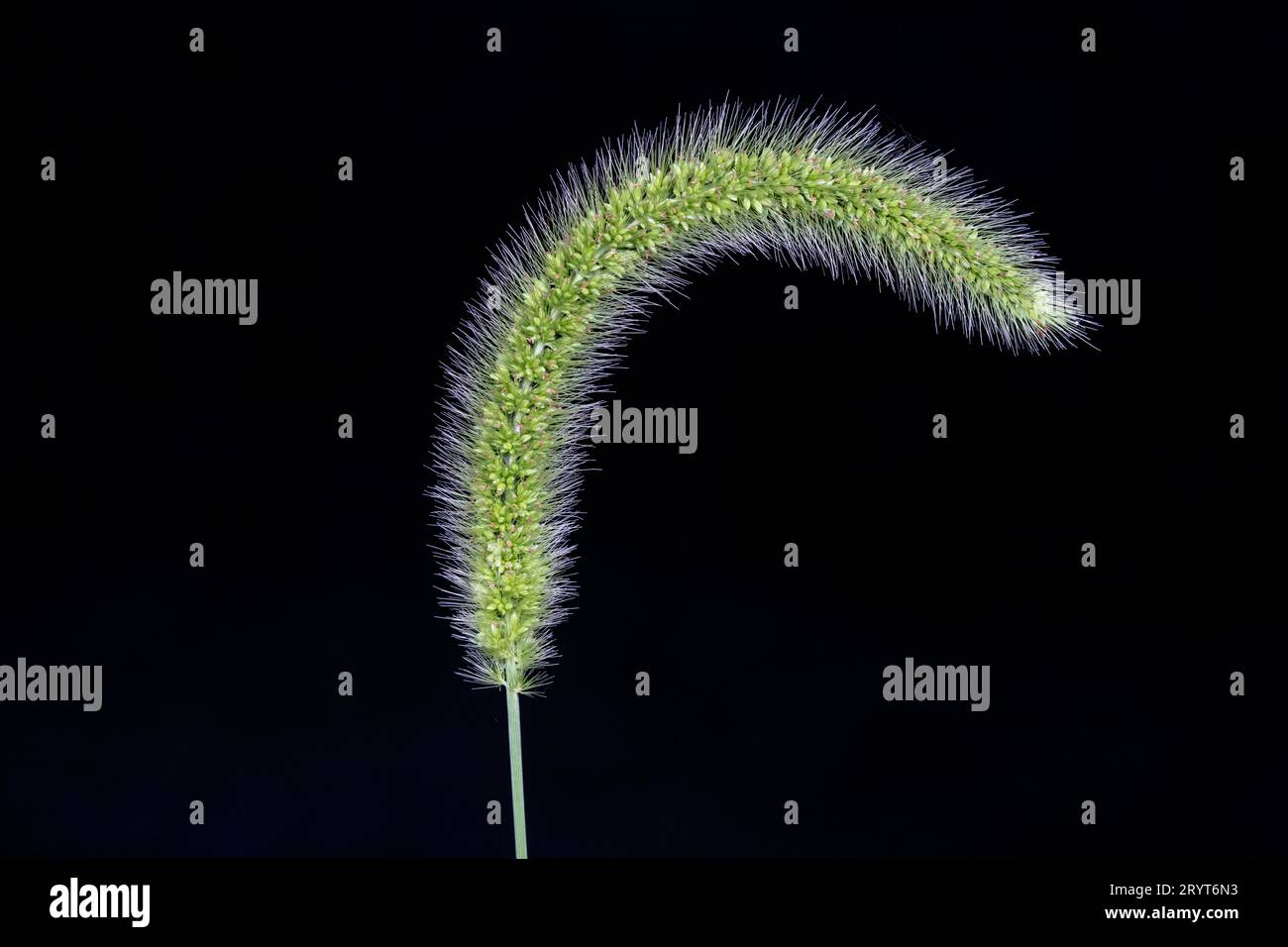 The Inflorescence of the green bristlegrass Stock Photo - Alamy