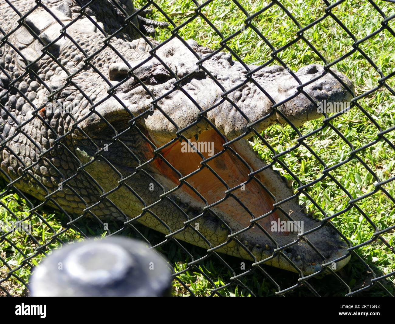 An American alligator (Alligator mississippiensis) in its enclosure ...