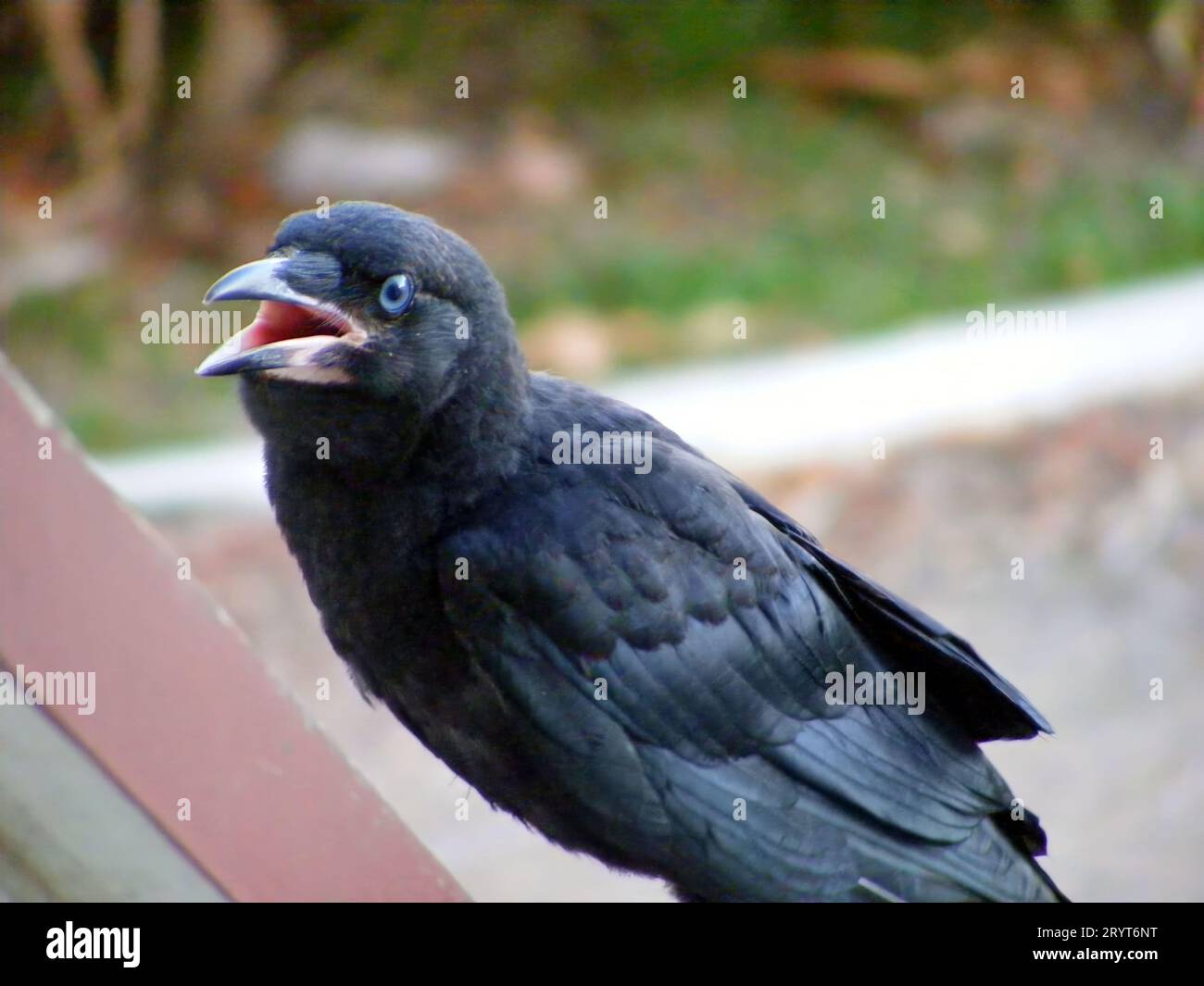 A close-up of an Australian crow (Corvus coronoides) perched atop a red ...