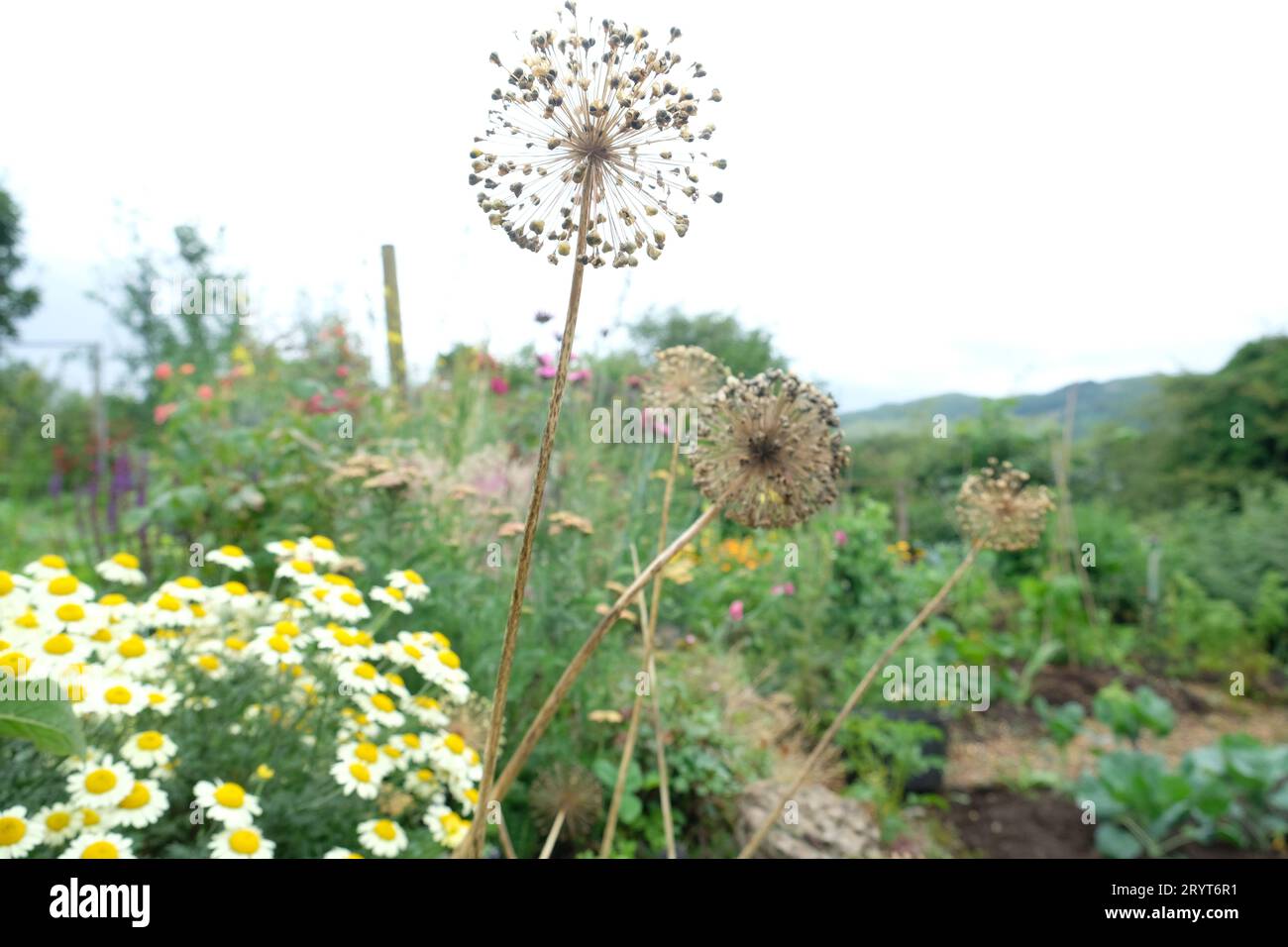 Allium seed heads hi-res stock photography and images - Alamy