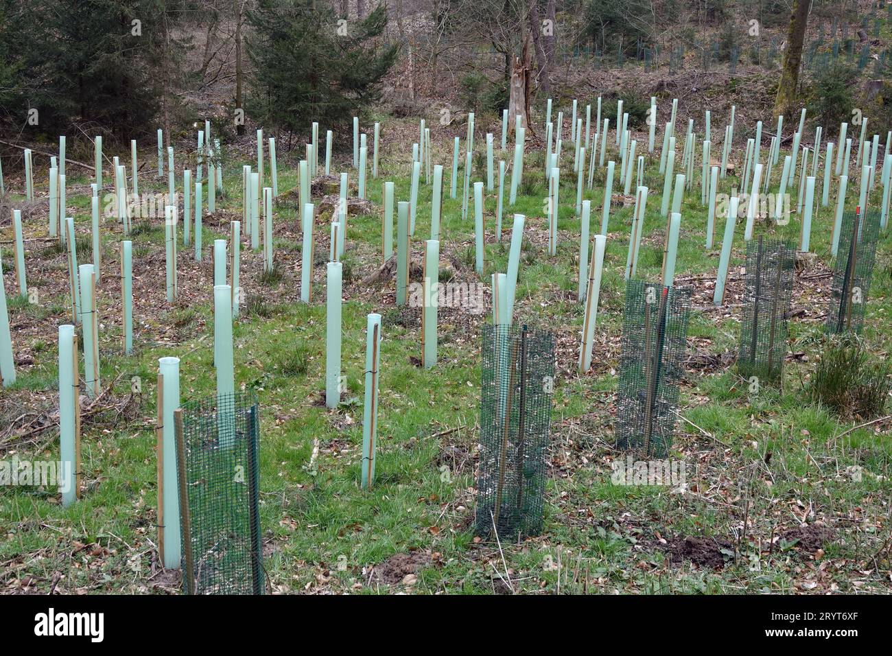 Planting in the forest Stock Photo - Alamy