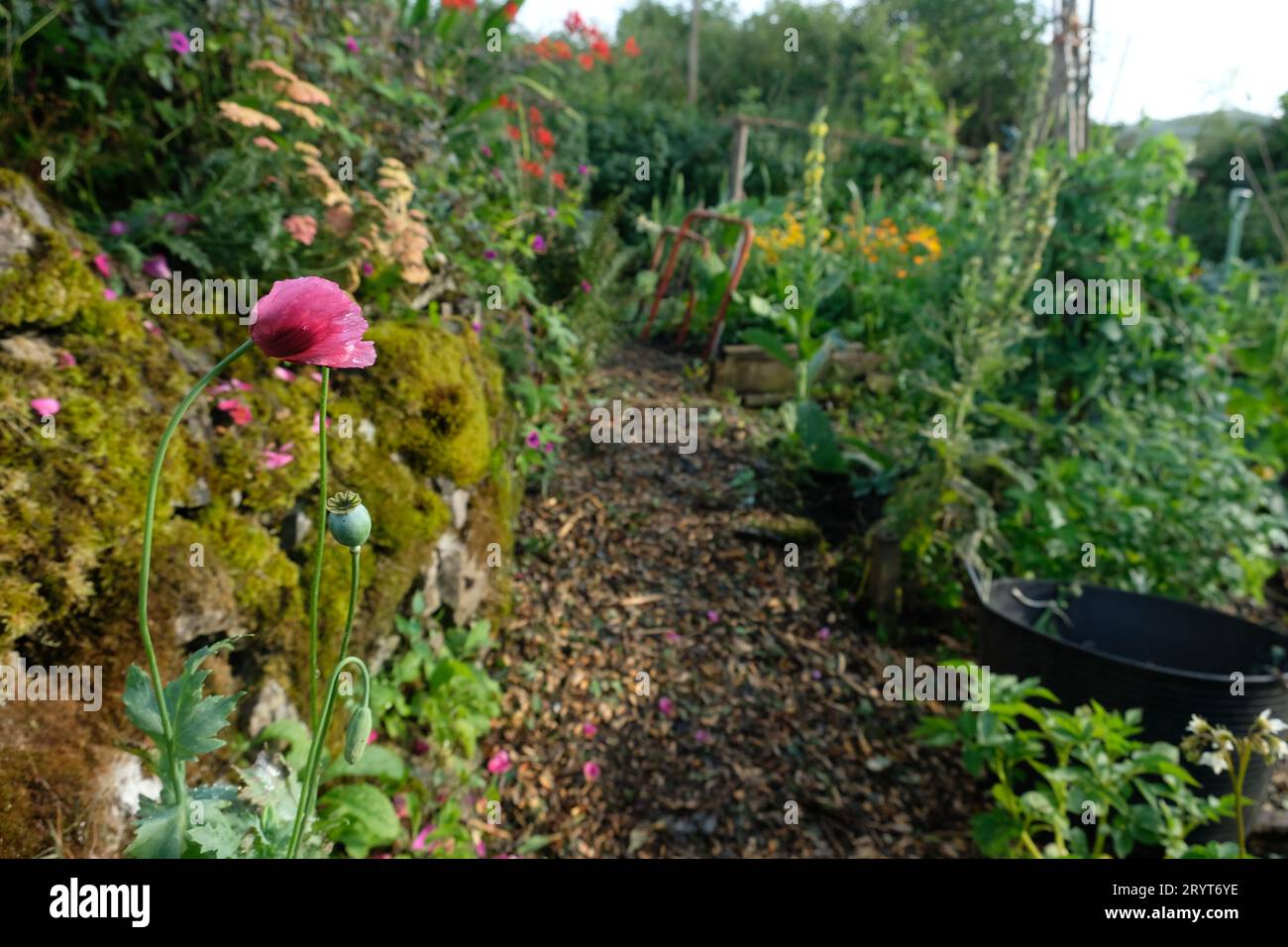 Small vegetable patch england hi-res stock photography and images - Alamy