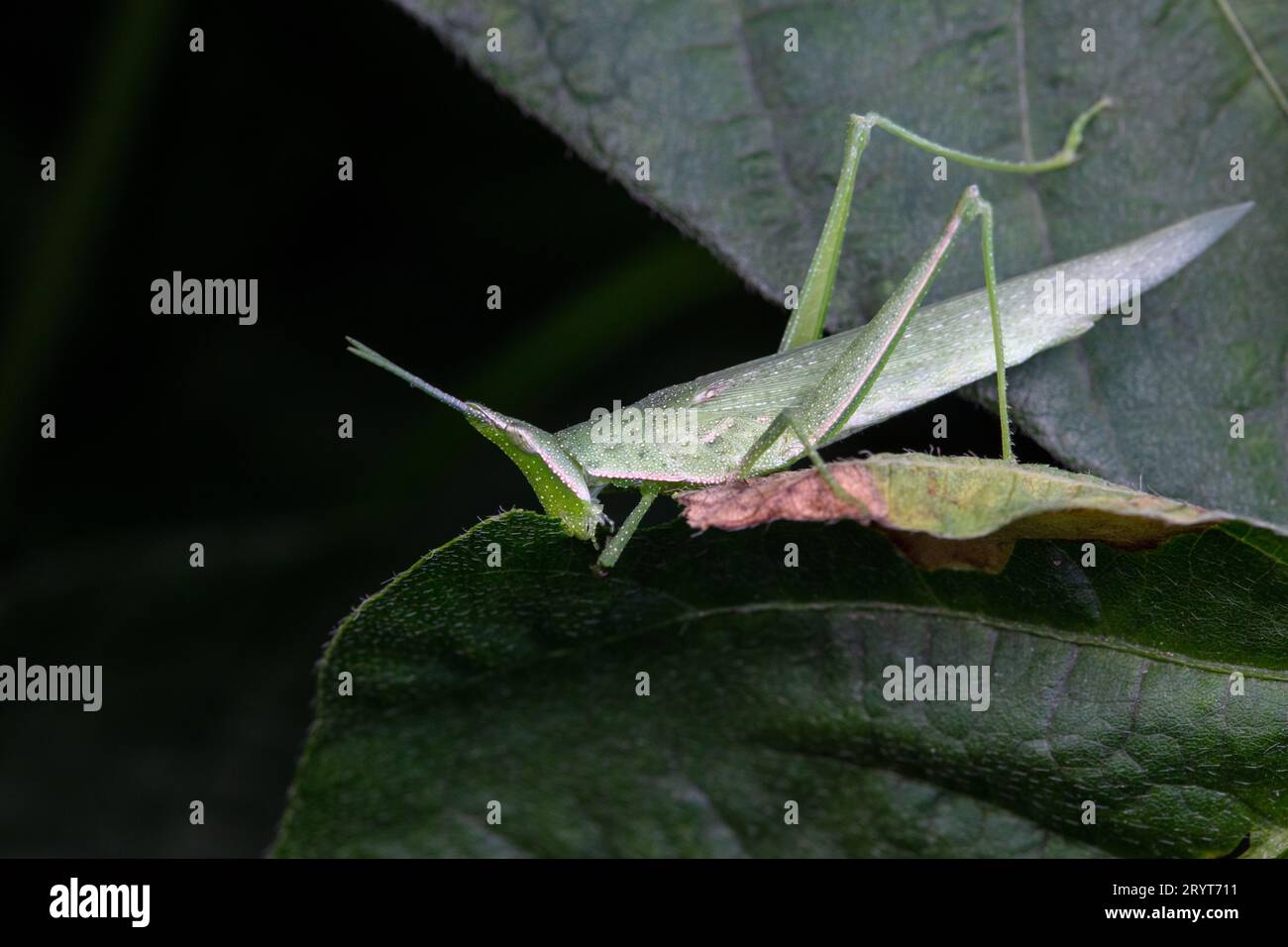 Acrida cinerea thunberg hi-res stock photography and images - Alamy