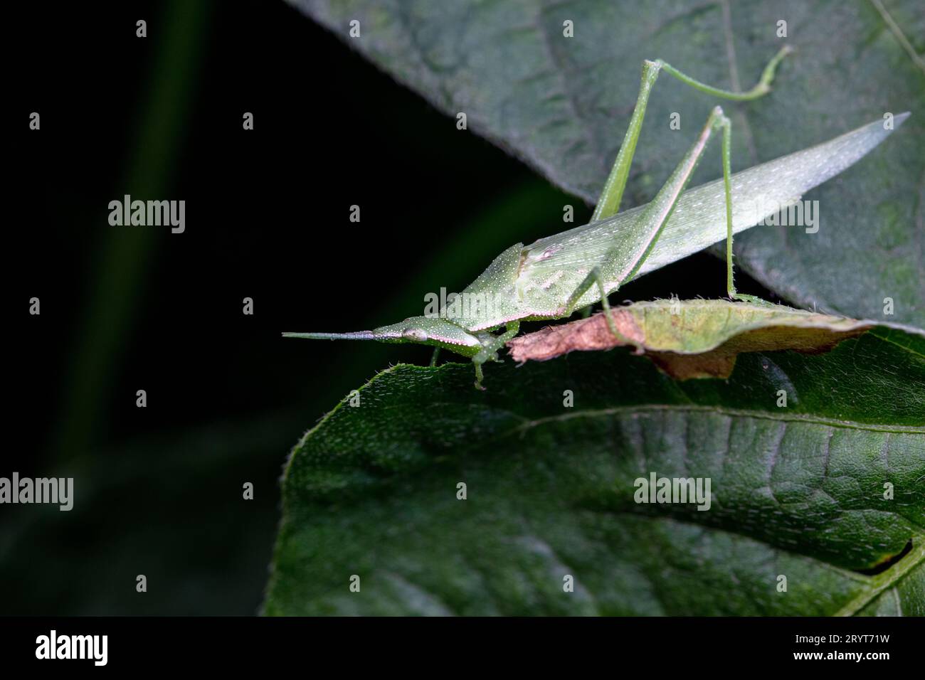 Acrida cinerea thunberg hi-res stock photography and images - Alamy