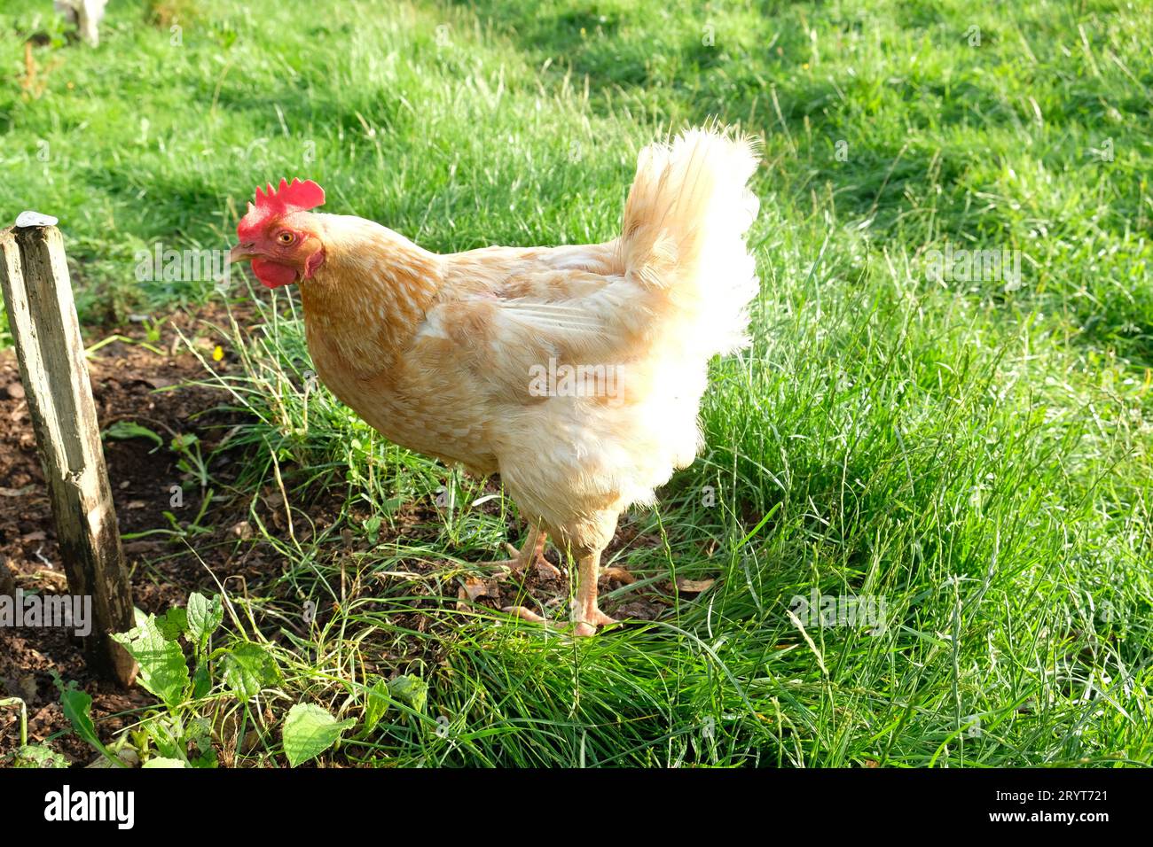 Happy freer range chickens in an organic apple orchard in a ...