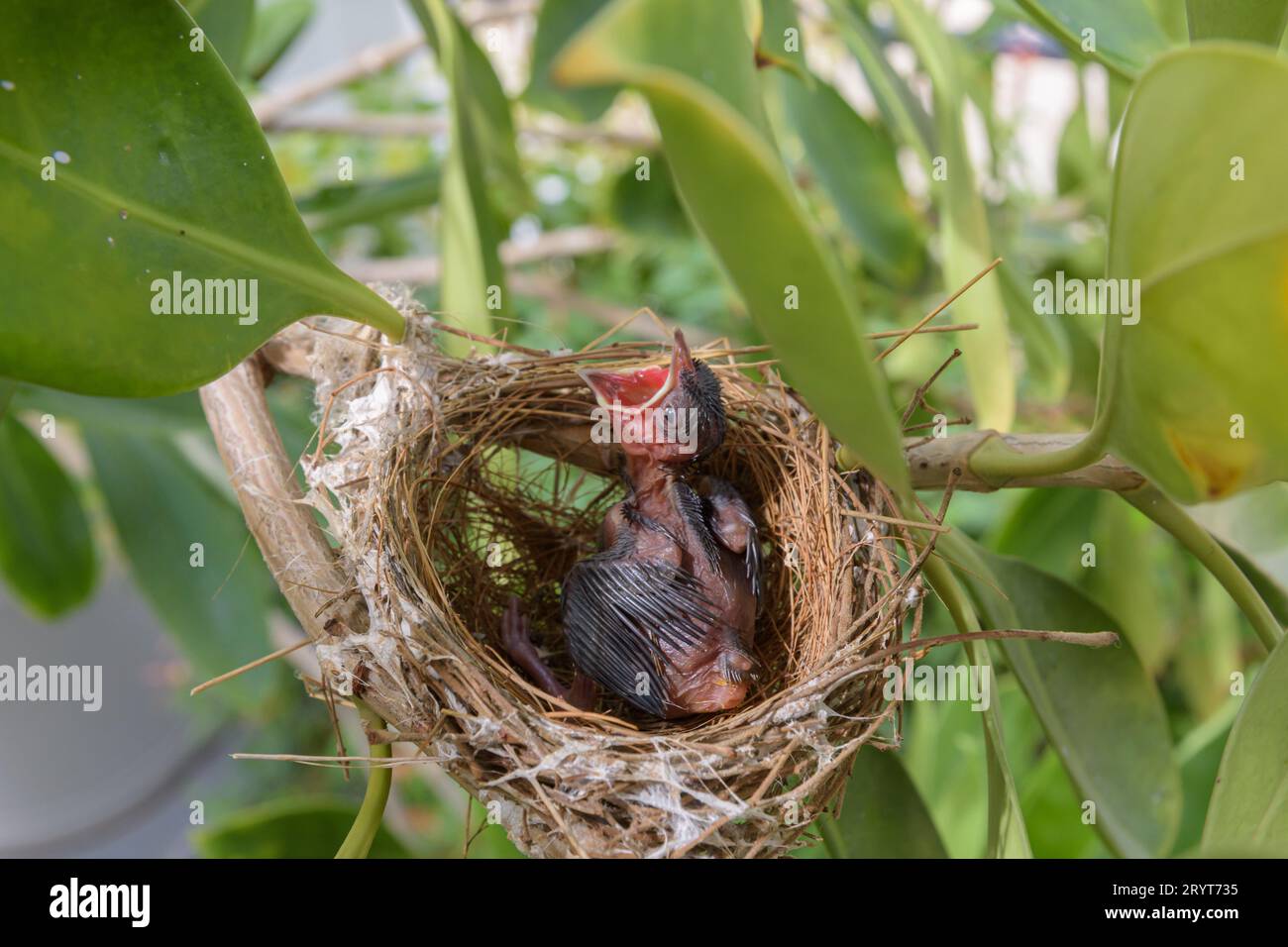 Birds nest on a branching tree with two baby birds Stock Photo - Alamy