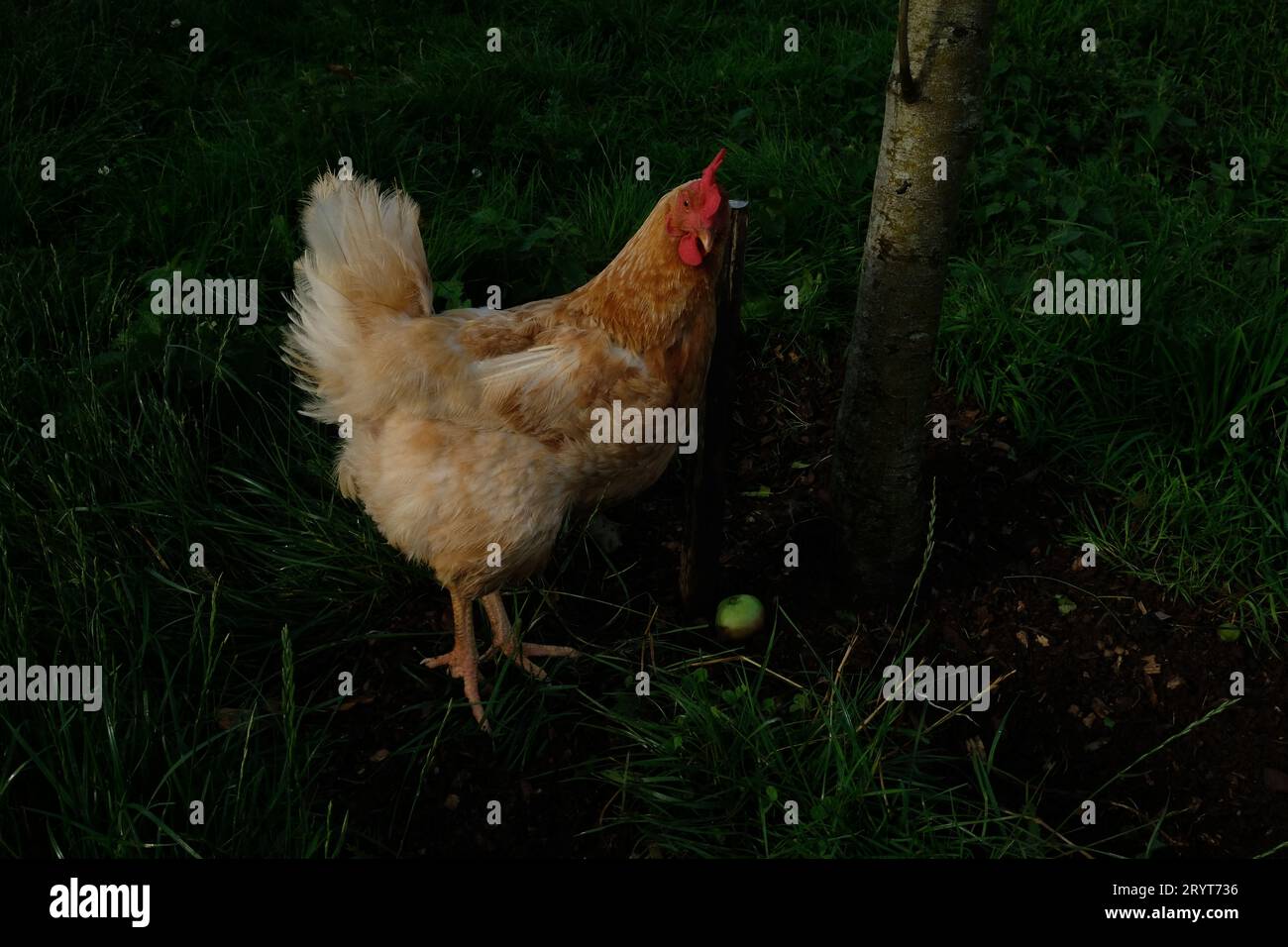 Happy freer range chickens in an organic apple orchard in a ...