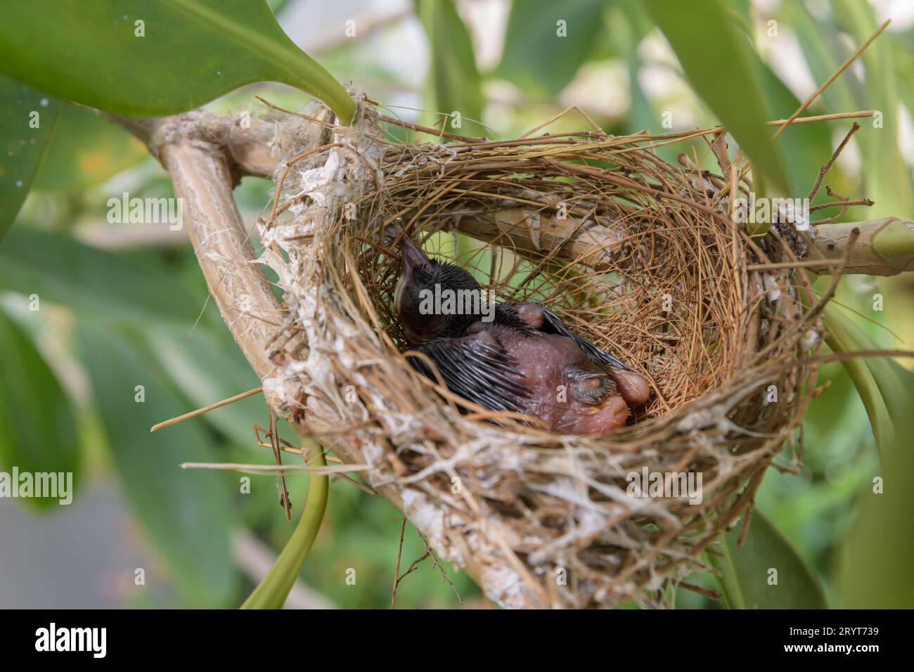 Birds nest on a branching tree with two baby birds Stock Photo - Alamy
