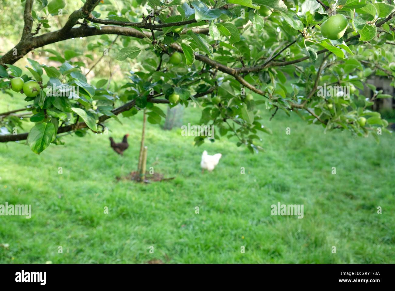 Happy freer range chickens in an organic apple orchard in a ...