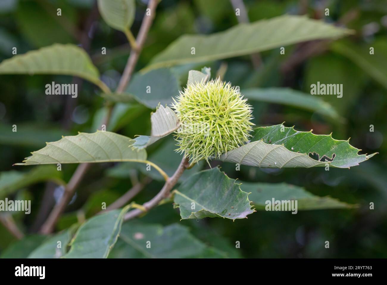 A chinese chestnut tree hi-res stock photography and images - Alamy