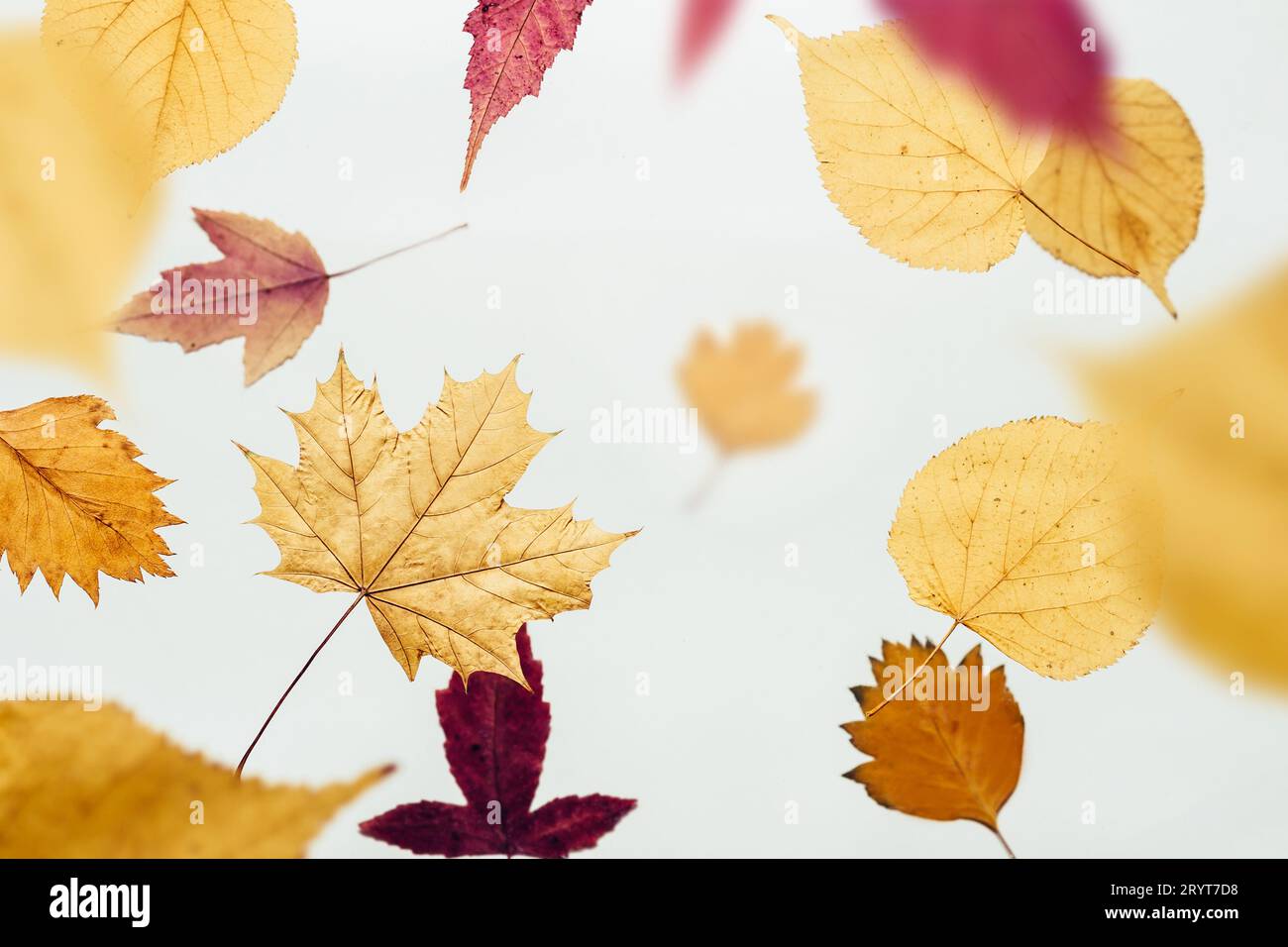 Flying leaves hi-res stock photography and images - Alamy