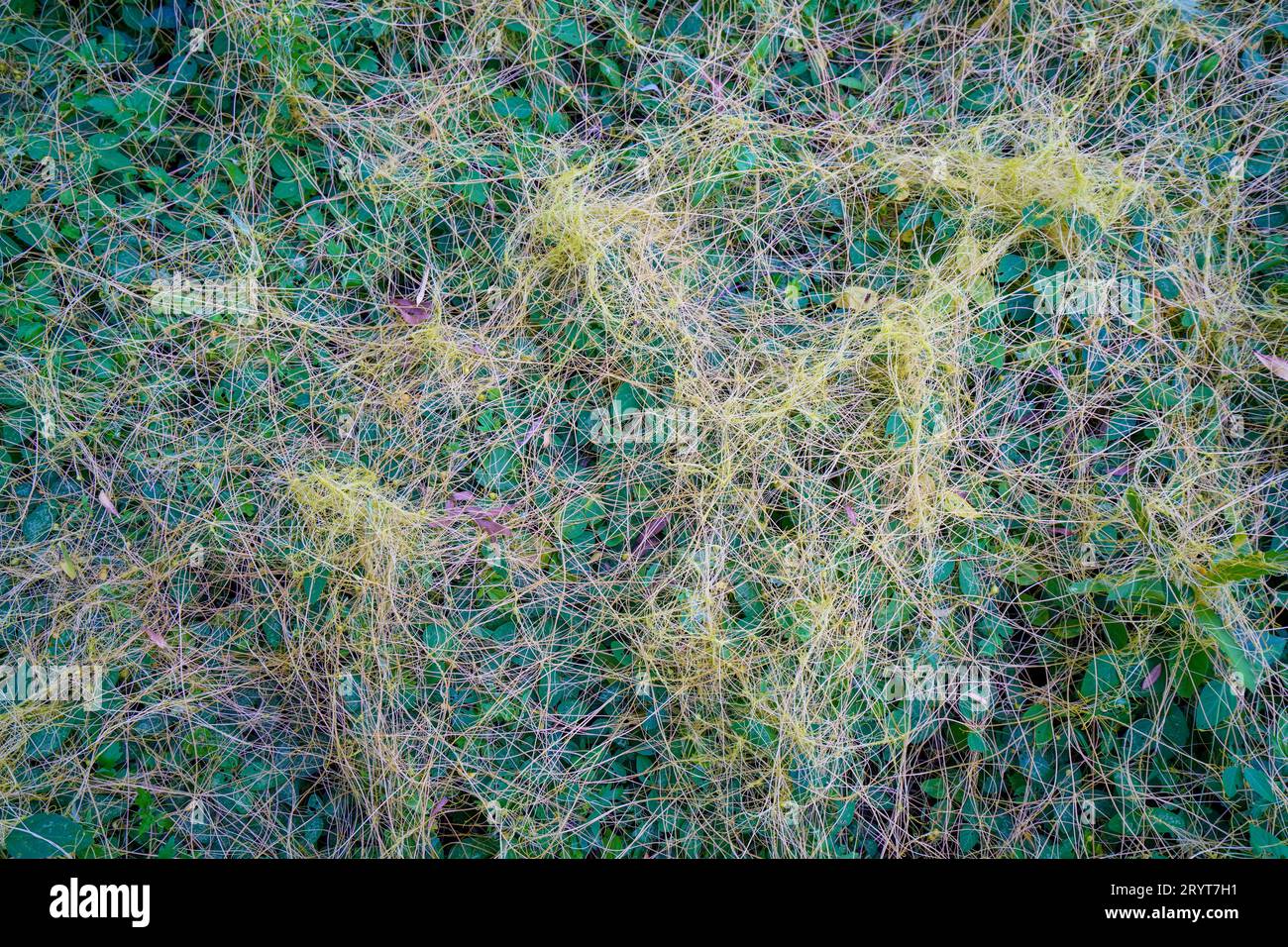 The medicinal plant Cuscuta chinensis in its wild state Stock Photo - Alamy