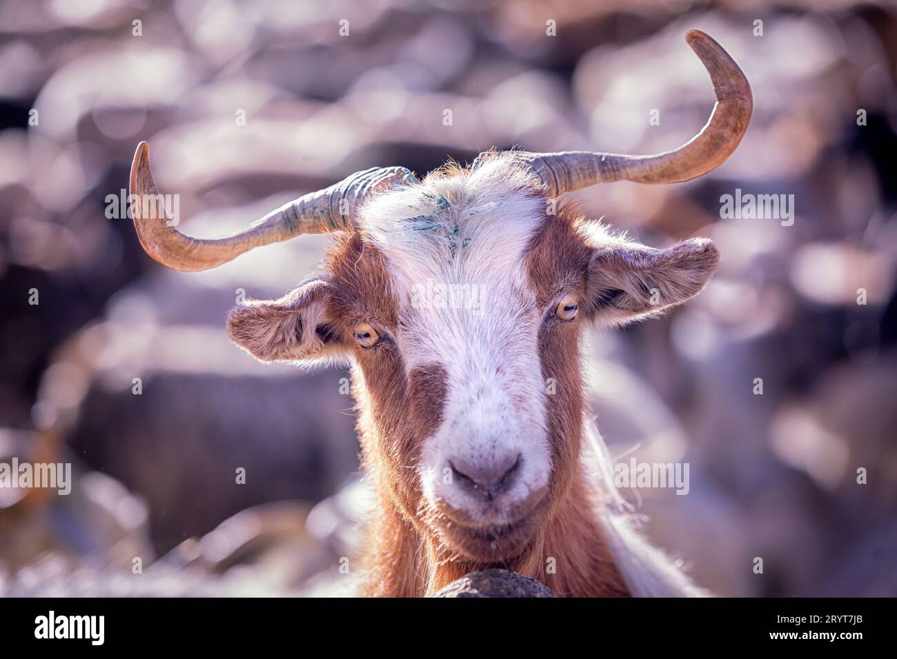 Kashmir goat hi-res stock photography and images - Alamy