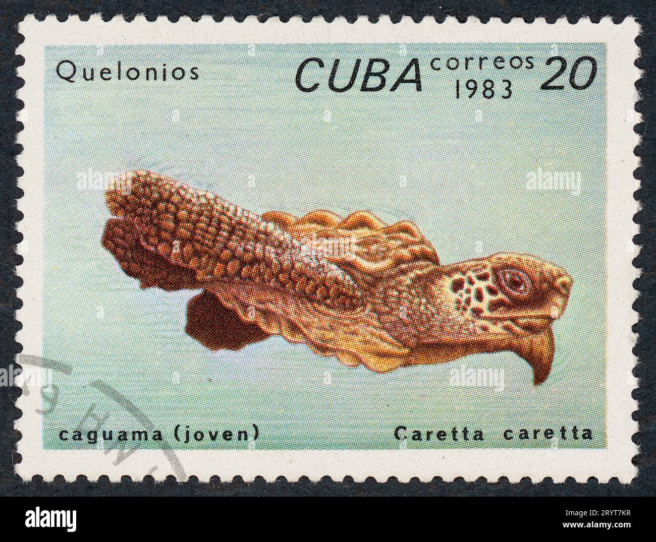 The loggerhead sea turtle (Caretta caretta), young. "Quelonios ...