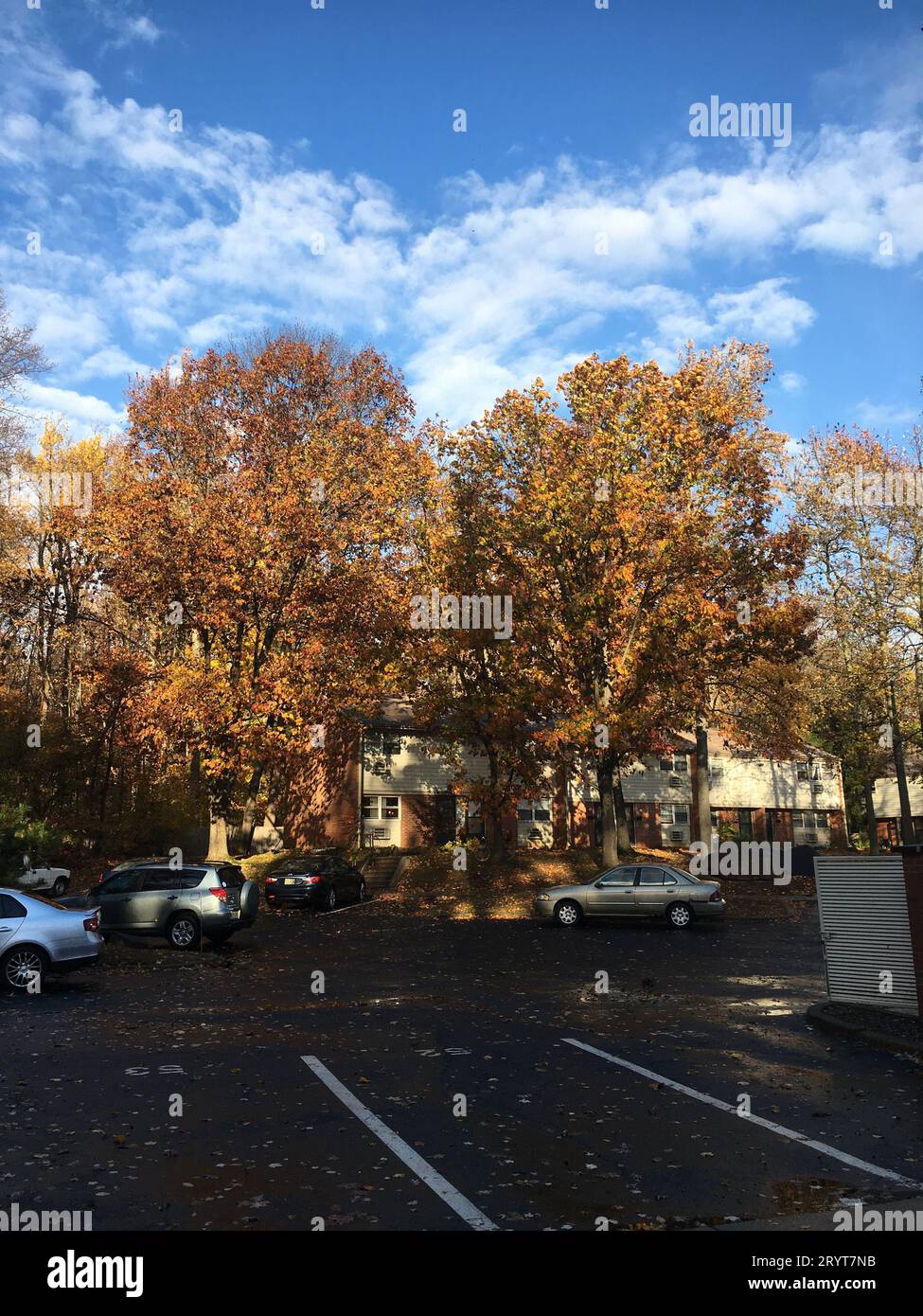 The cars parked on the street with trees in the background providing a ...