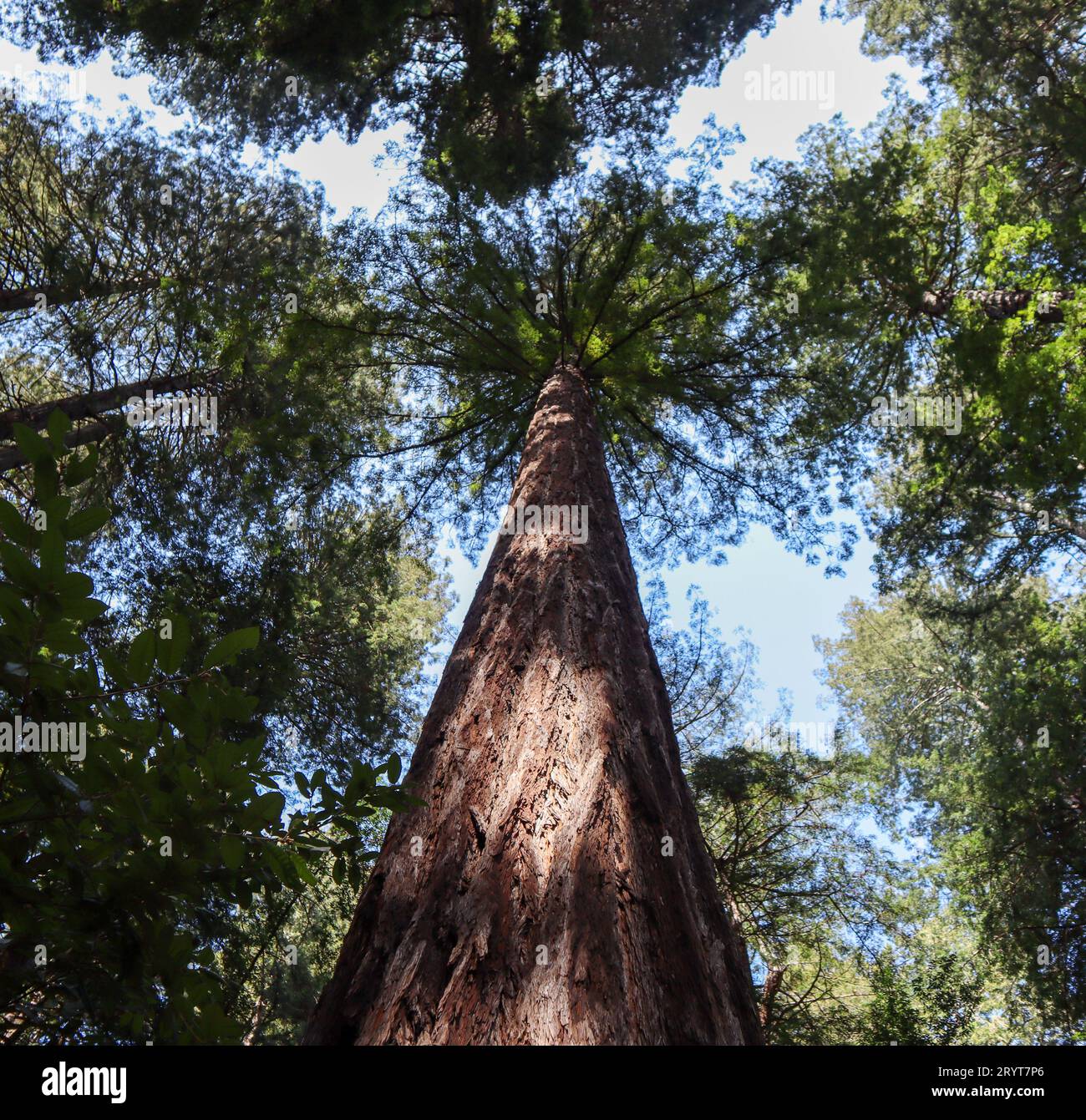 Coastal Redwood tree in Muir Woods California Stock Photo - Alamy
