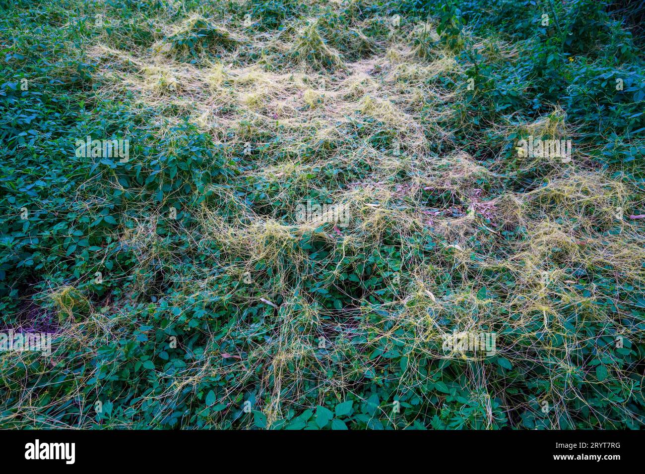 The medicinal plant Cuscuta chinensis in its wild state Stock Photo - Alamy