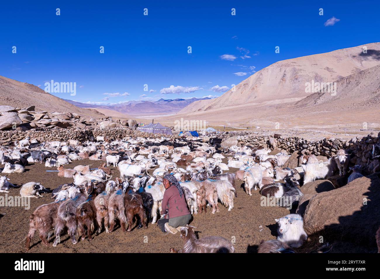 Changpa nomad milking goats, Ladakh, India Stock Photo - Alamy