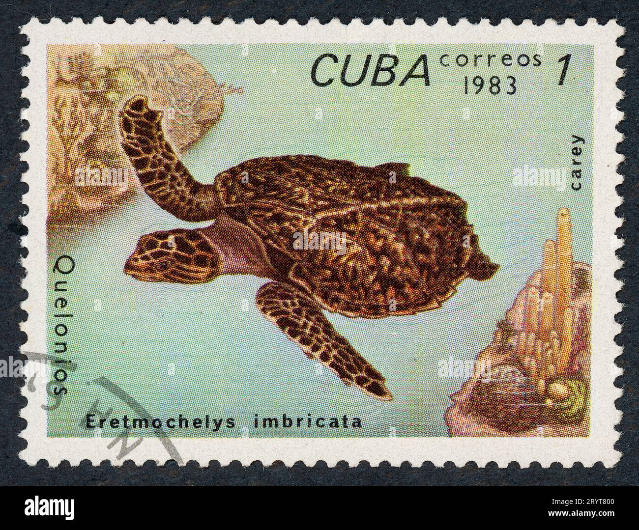 The hawksbill sea turtle (Eretmochelys imbricata), also known as carey ...