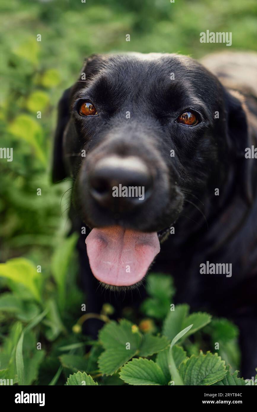 Close up of a beautiful black labrador retriever in nature Stock Photo ...