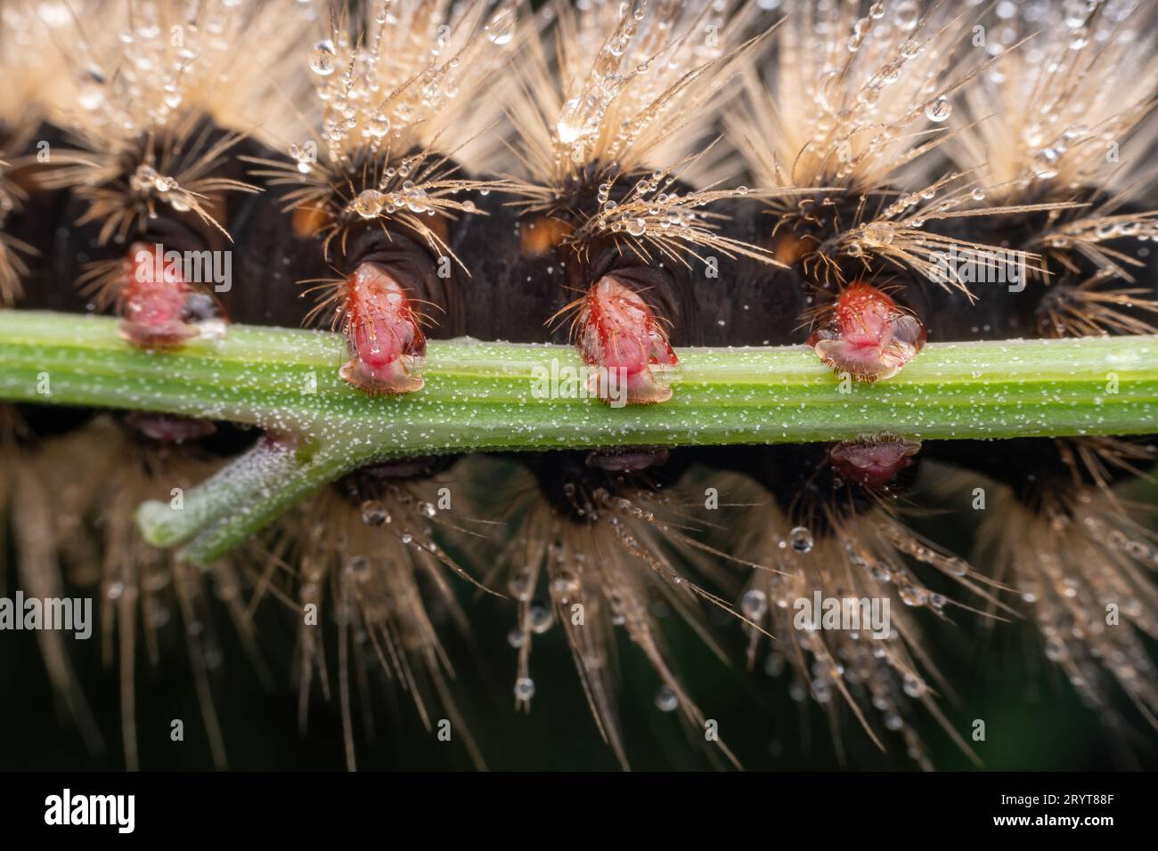 Woolly bear moths hi-res stock photography and images - Alamy