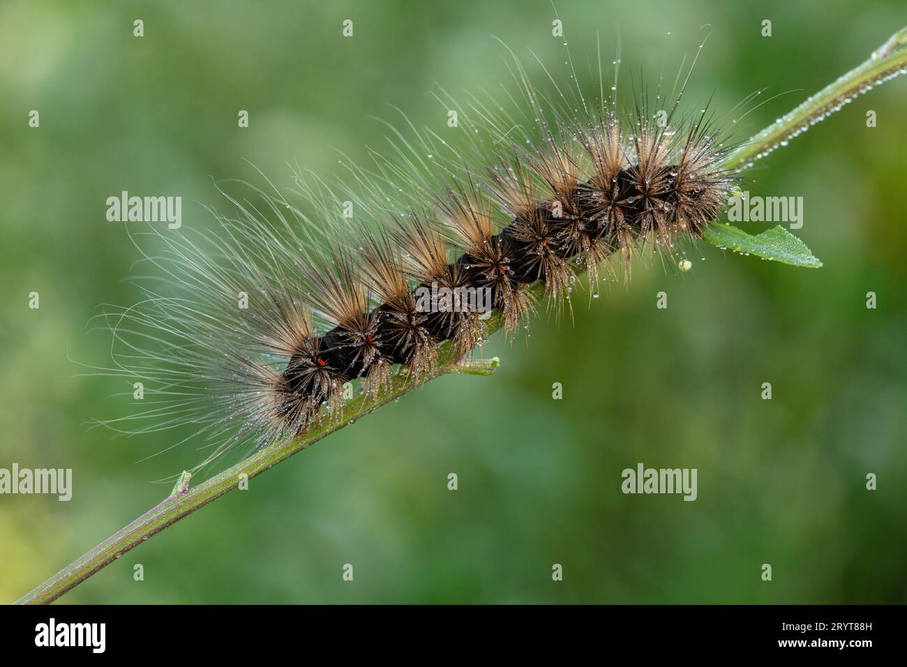woolly bear larvae on wild plants Stock Photo - Alamy
