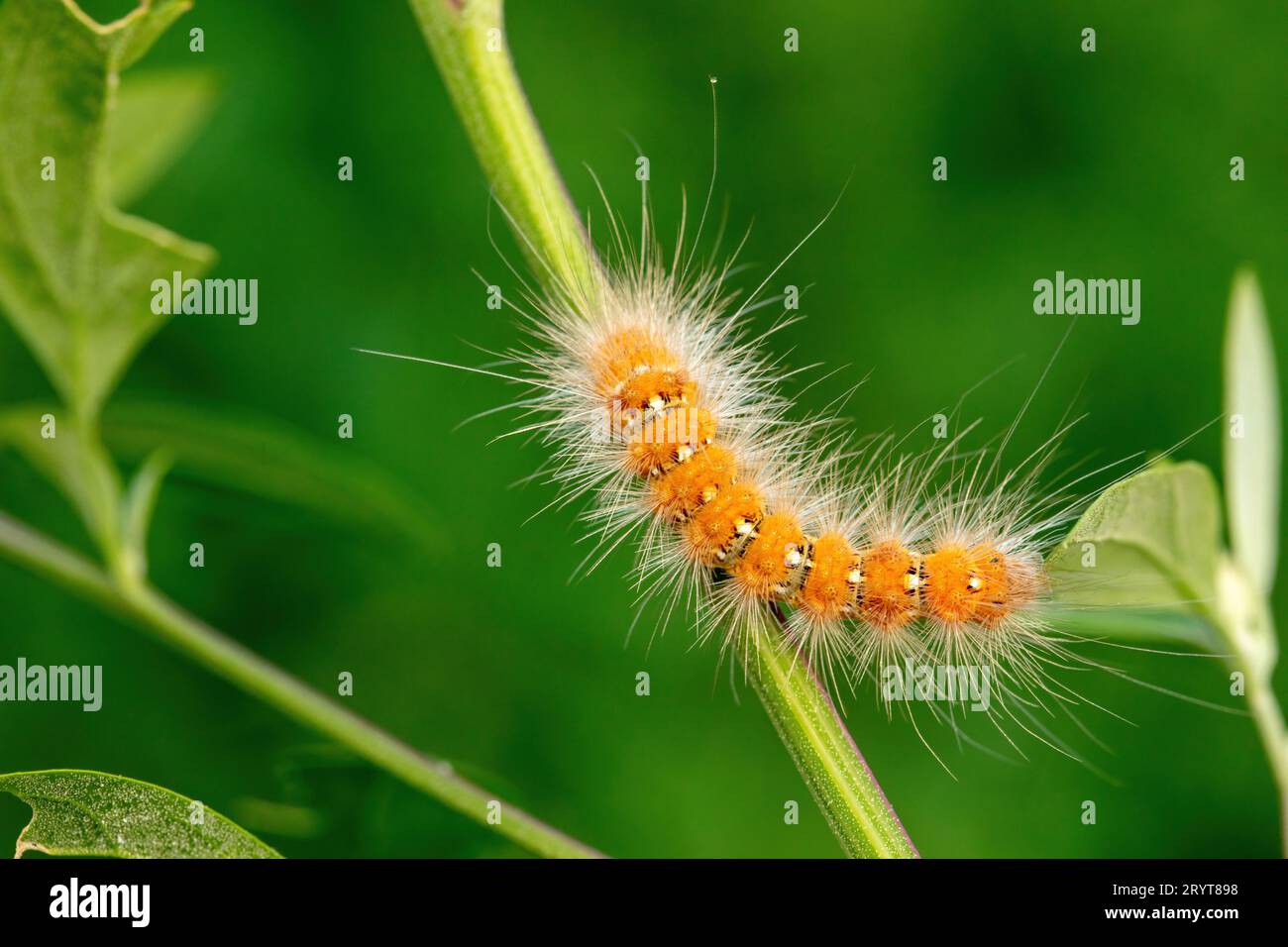 Woolly bear moths hi-res stock photography and images - Alamy