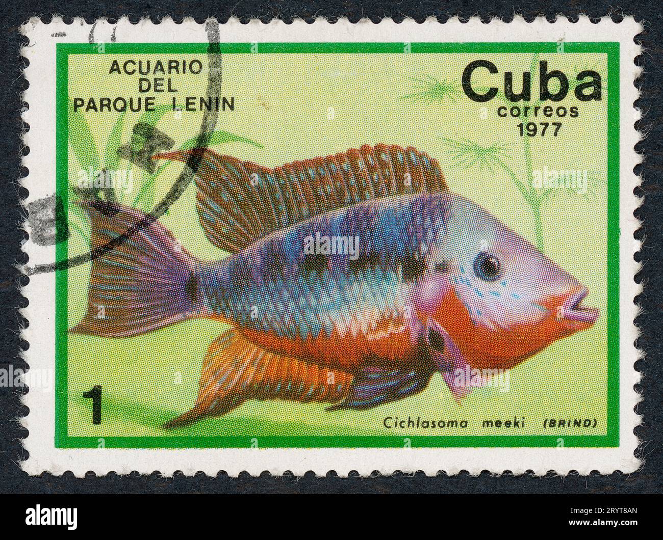 The firemouth cichlid (Thorichthys meeki, or Cichlasoma meeki ...